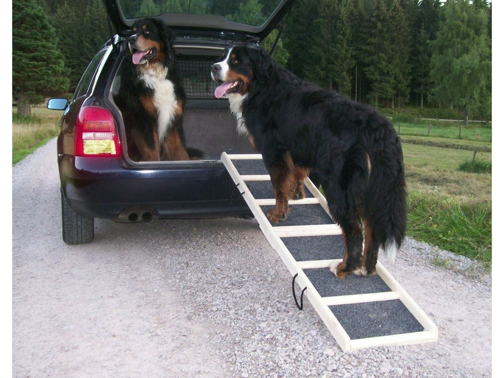 Icelandic Horse riding companion dog ramp comfort nature